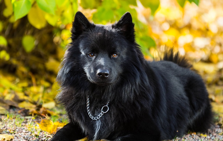 Swedish Lapphund - Dog Breeds