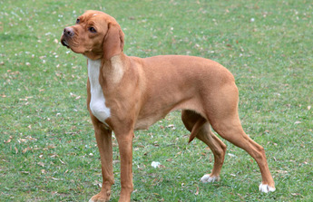 Portuguese Pointer Dog Breed Characteristic, Daily and Care Facts