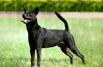 Taiwan Dog Dog Breed Characteristic, Daily and Care Facts
