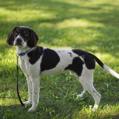 Male English Springer Spaniel / Beagle Mix is available for adoption
