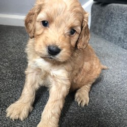 Male/Female Cockapoo is available for adoption