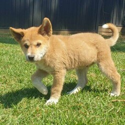 Male/Female is available for adoption