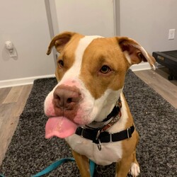 Male American Bulldog is available for adoption