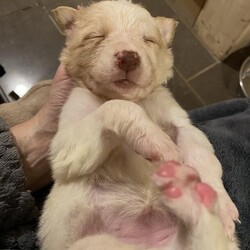 Mixed Litter Colliepoo is available for adoption