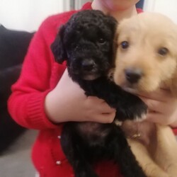 Jackapoo is available for adoption