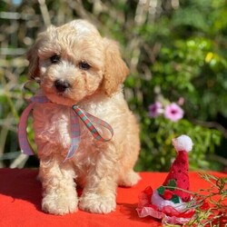 is available for adoption