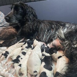 Cockapoo is available for adoption