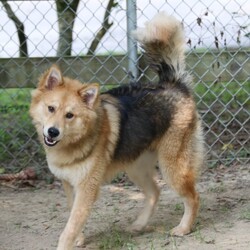 Male Mixed Breed is available for adoption