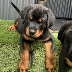 Rottweiler is available for adoption