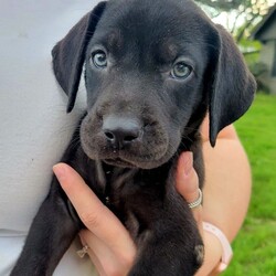 Male Labrador Retriever is available for adoption