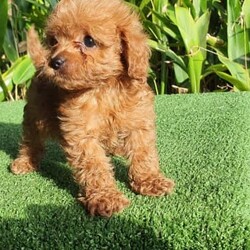 is available for adoption