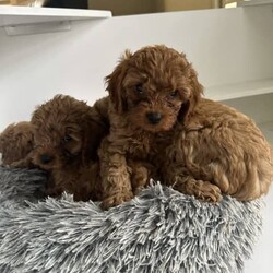 Poodle (Toy) is available for adoption