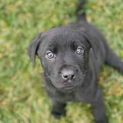 Male Black Labrador Retriever is available for adoption