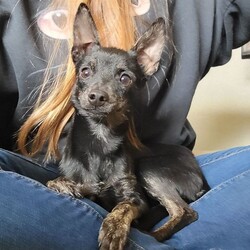 Male Miniature Pinscher is available for adoption