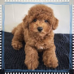 Bichon Frise is available for adoption