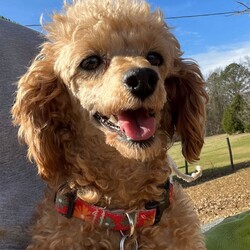 Female Poodle is available for adoption