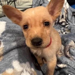 Male Shepherd is available for adoption