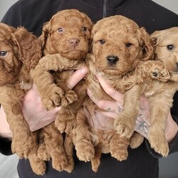 Mixed Litter Cockapoo is available for adoption