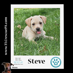 Male Labrador Retriever is available for adoption