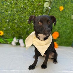 Female Chiweenie is available for adoption