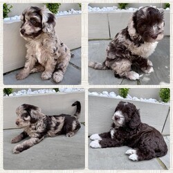 Female Cockapoo is available for adoption