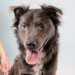 Female Mixed Breed is available for adoption