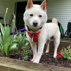 Female Shiba Inu is available for adoption