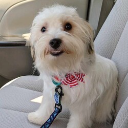Male Yorkshire Terrier is available for adoption
