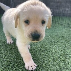 Male Labrador Retriever is available for adoption
