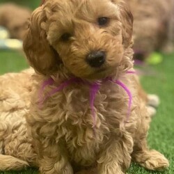 Mixed Litter F1bb Cockapoo is available for adoption
