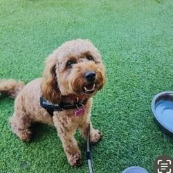 Female Cavapoochon is available for adoption