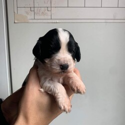 Female Cockapoo is available for adoption