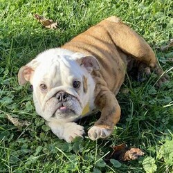 Female English Bulldog is available for adoption