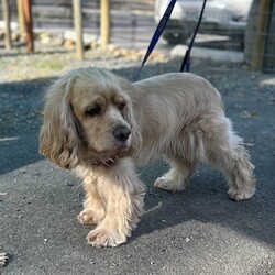 Male Cocker Spaniel is available for adoption