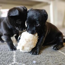 Male Mixed Breed is available for adoption