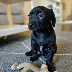 Male Mixed Breed is available for adoption