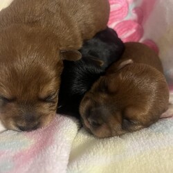 Mixed Litter Yorkiepoo is available for sale- Dog the Love