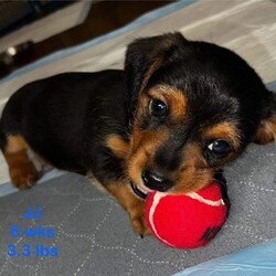 Male Yorkshire Terrier is available for adoption
