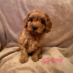 Mixed Litter CAVAPOO is available for sale- Dog the Love