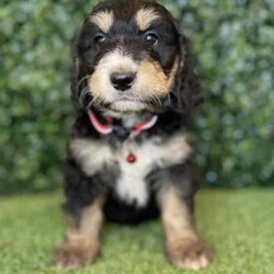 Both is available for adoption