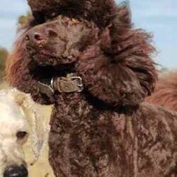 Female Poodle (Miniature) is available for adoption