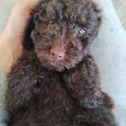 Female Poodle (Miniature) is available for adoption