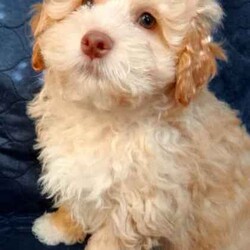 Male Maltese is available for adoption