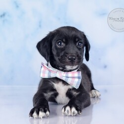 Male Labrador Retriever is available for adoption