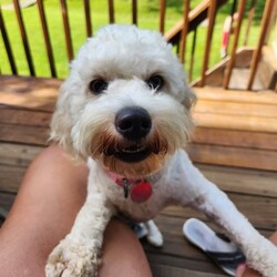 Female Poodle is available for adoption