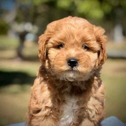 Male is available for sale- Dog the Love