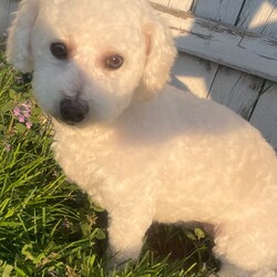 Female Bichon Frise is available for adoption