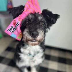 Female Terrier is available for adoption