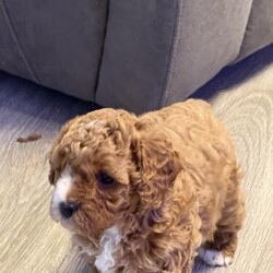 Female Cavapoo is available for adoption