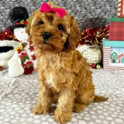 Female Cavapoo is available for adoption